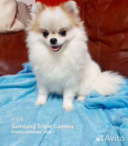 Красавица помераночка 7 мес
