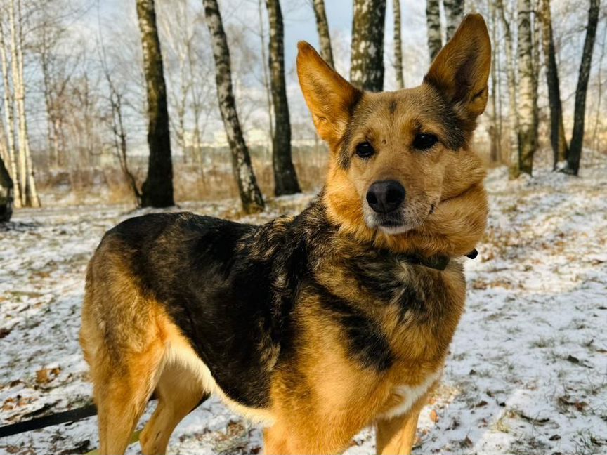 Взрослая собака Айка живет в приюте