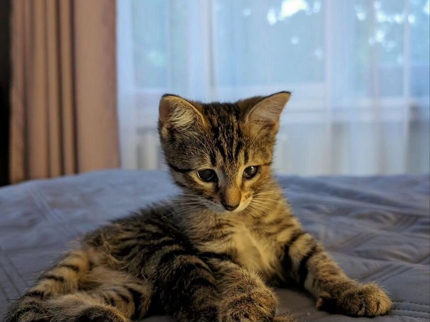 Котенок, бесплатно в добрые руки