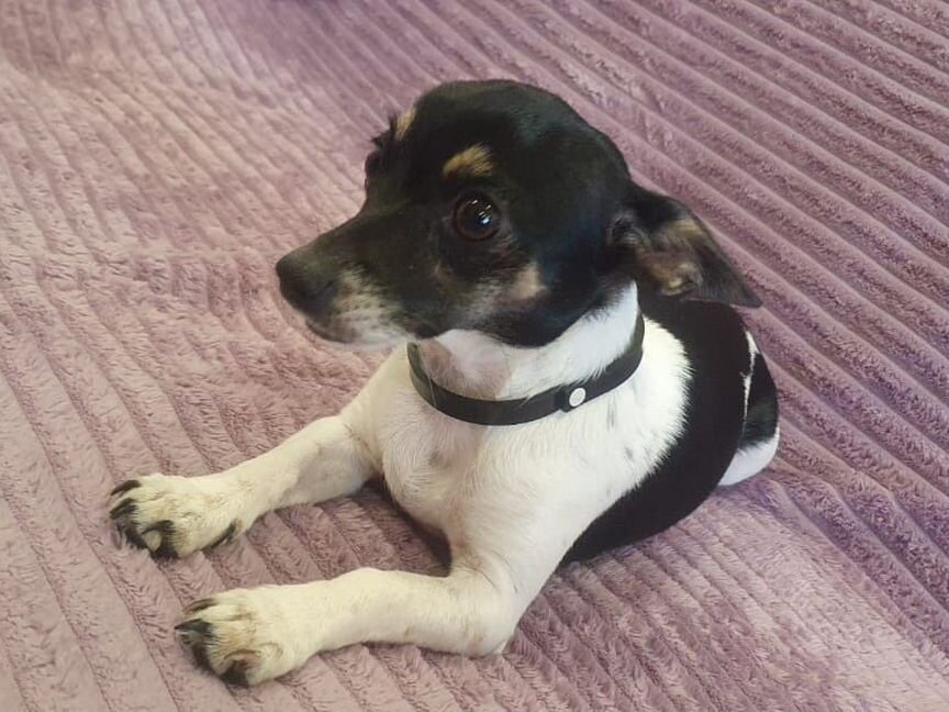 Маленькая собака чихуахуа