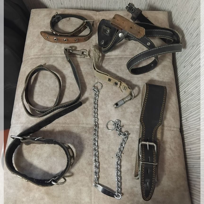 Упряжка для собак