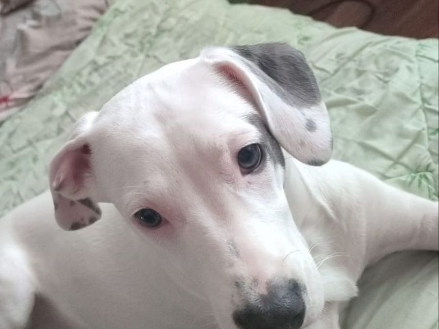 Собака в добрые руки отдам бесплатно за шоколадку