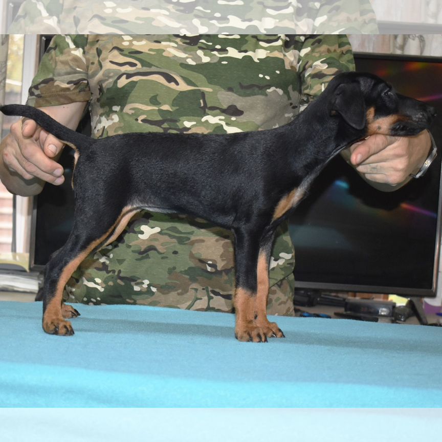 Щенок (сука) 3 месяца