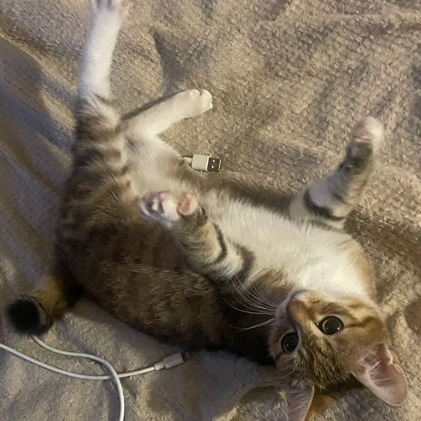 Курильский бобтейл короткошёрстный, взрослая кошка