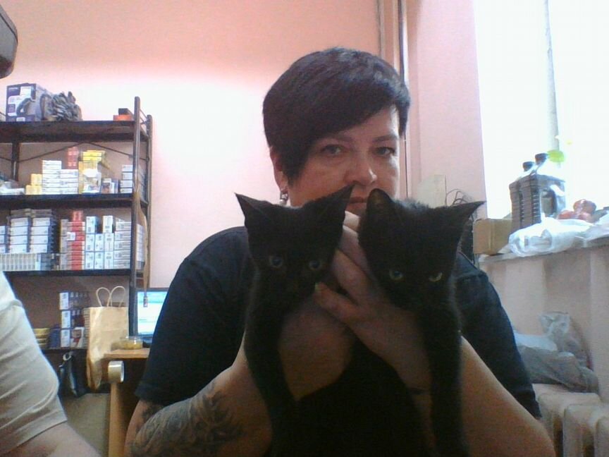 Котята в добрые руки бесплатно