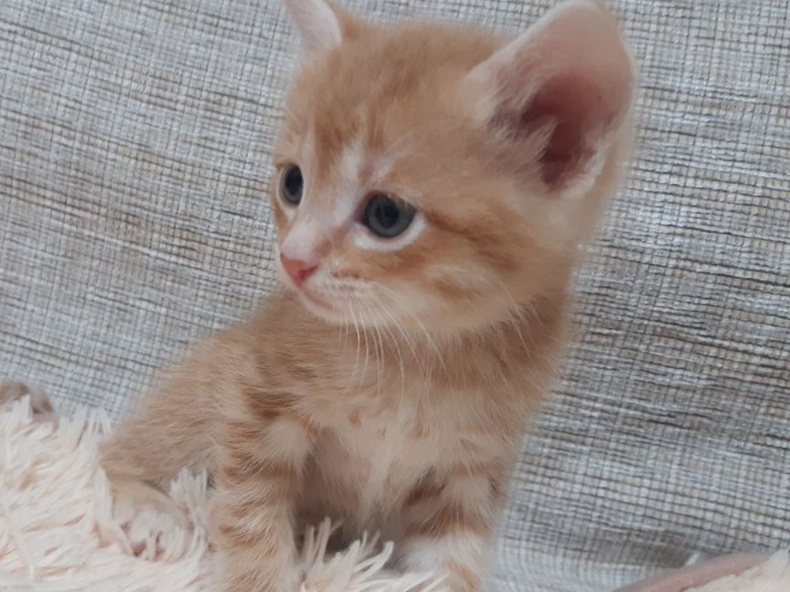 Рыжий котенок в добрые руки
