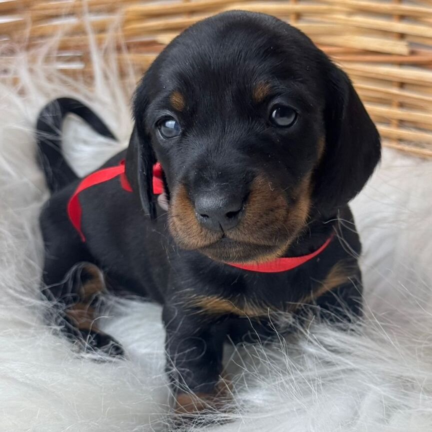 Карликовая такса, щенок