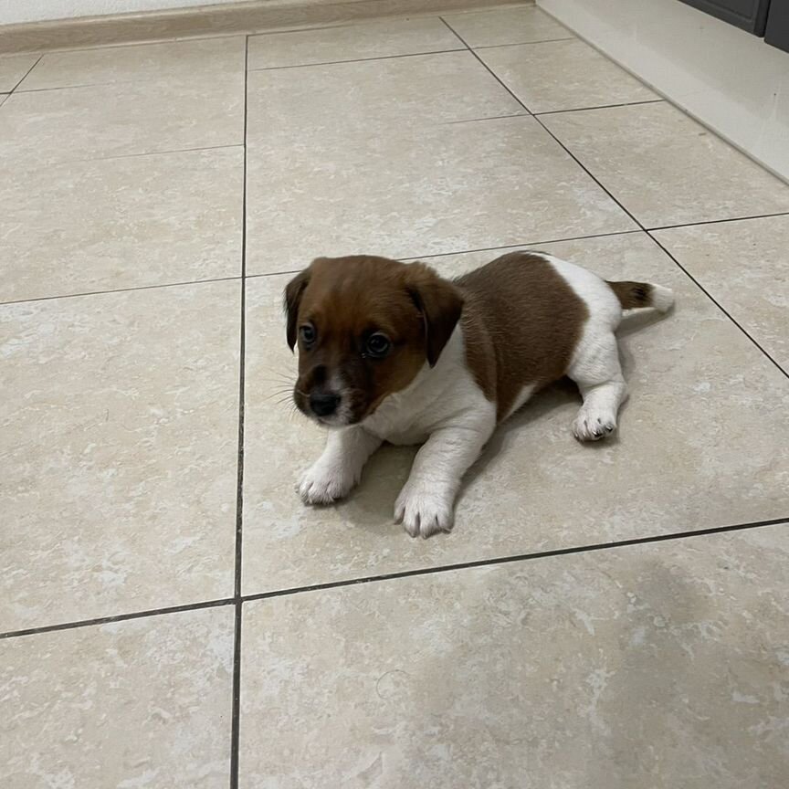 Джек рассел терьер