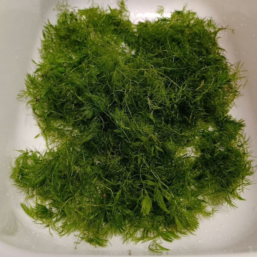 Роголистник в аквариум