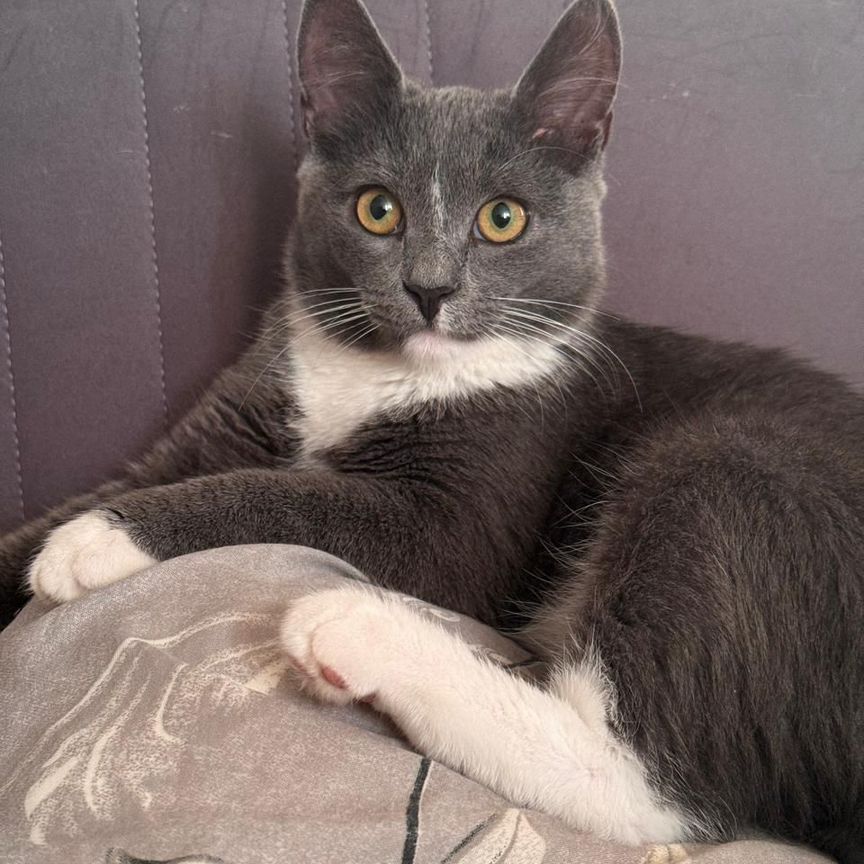 Мальчик Шеба ищет дом