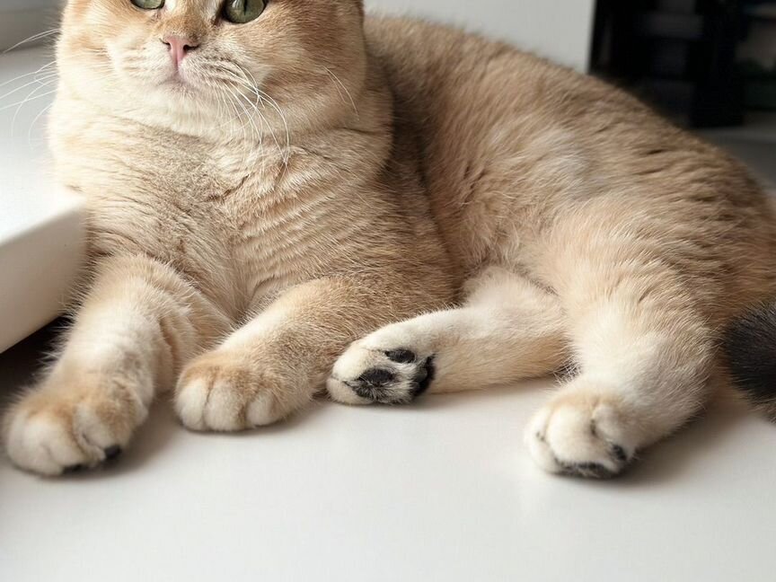 Британская золотая шиншилла, кот ny 12