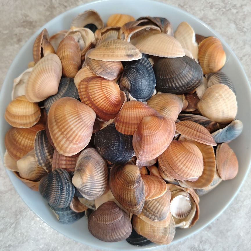 Морские ракушки