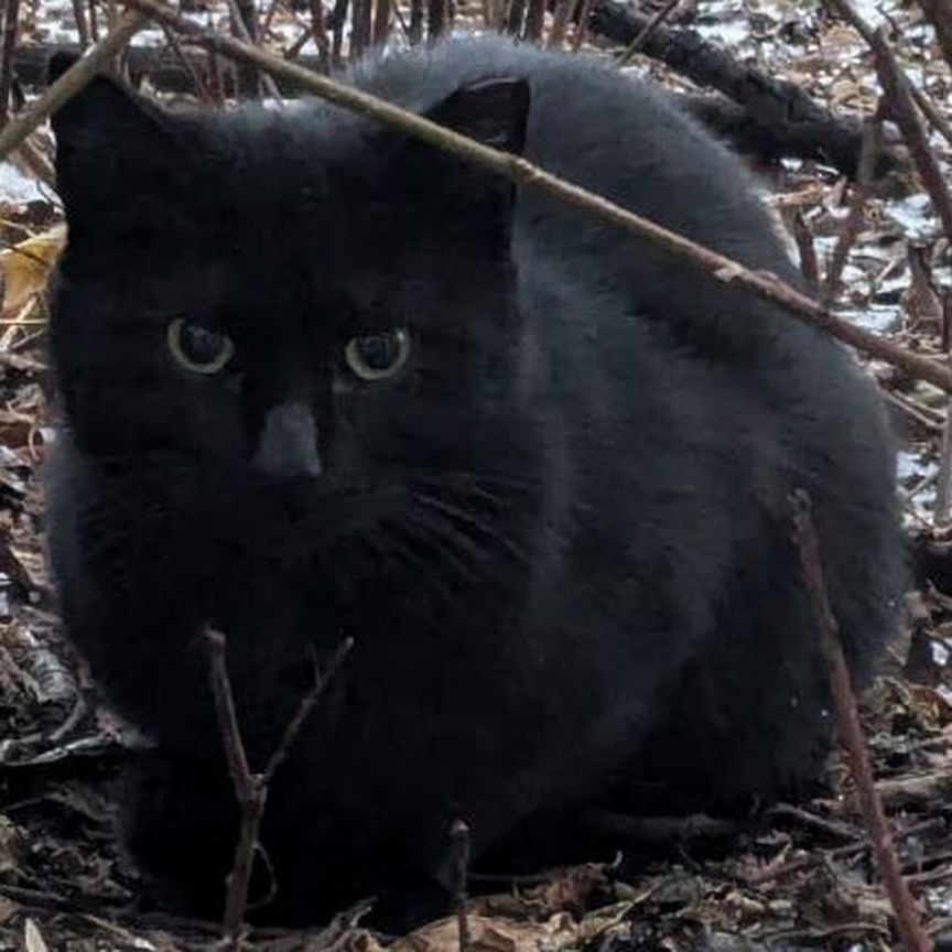 Молодой котик, бывшедомашний, в добрые руки
