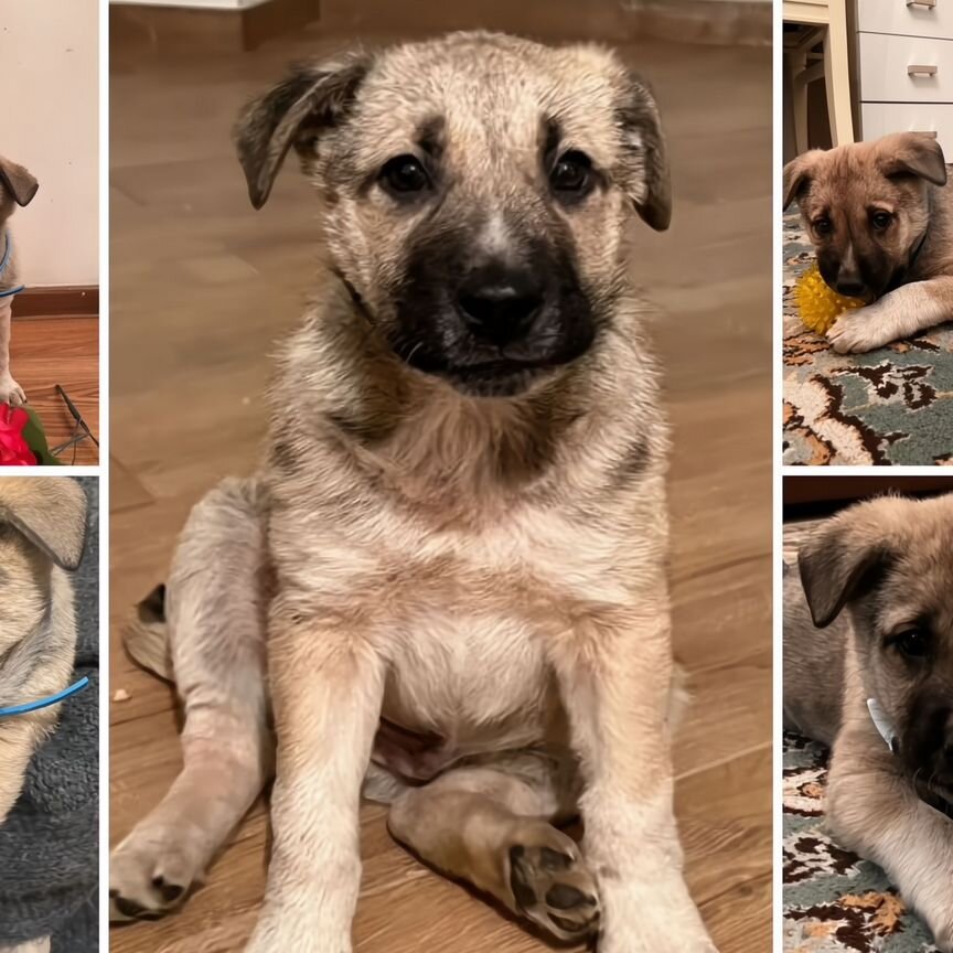 Щенок в добрые руки