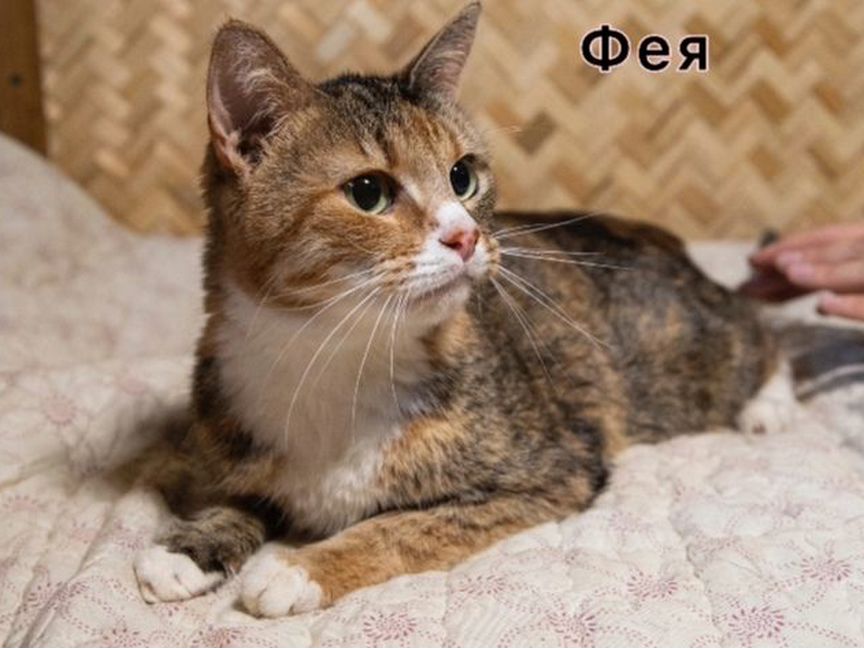 Уникальная красавица Фея ищет дом