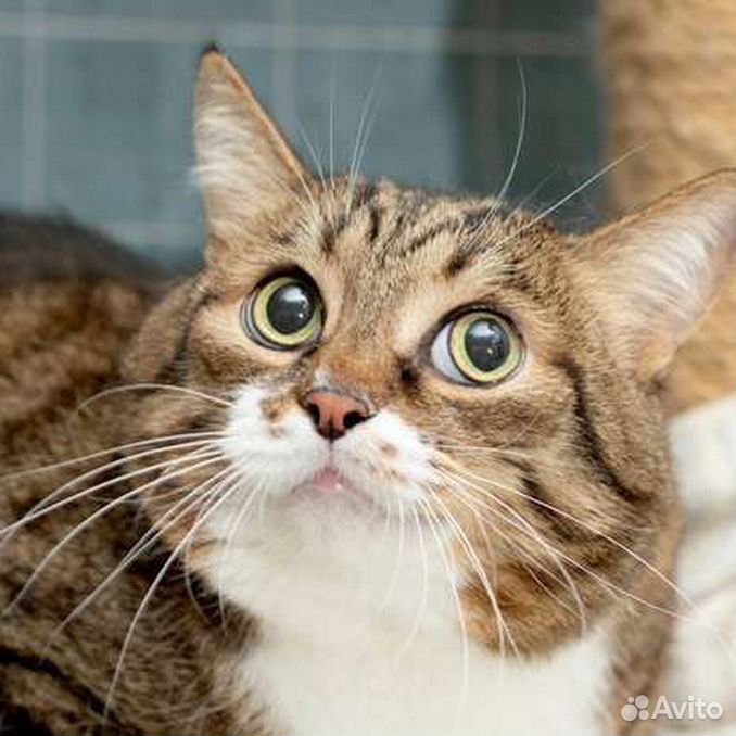 Огромный ласковый кот в добрые руки