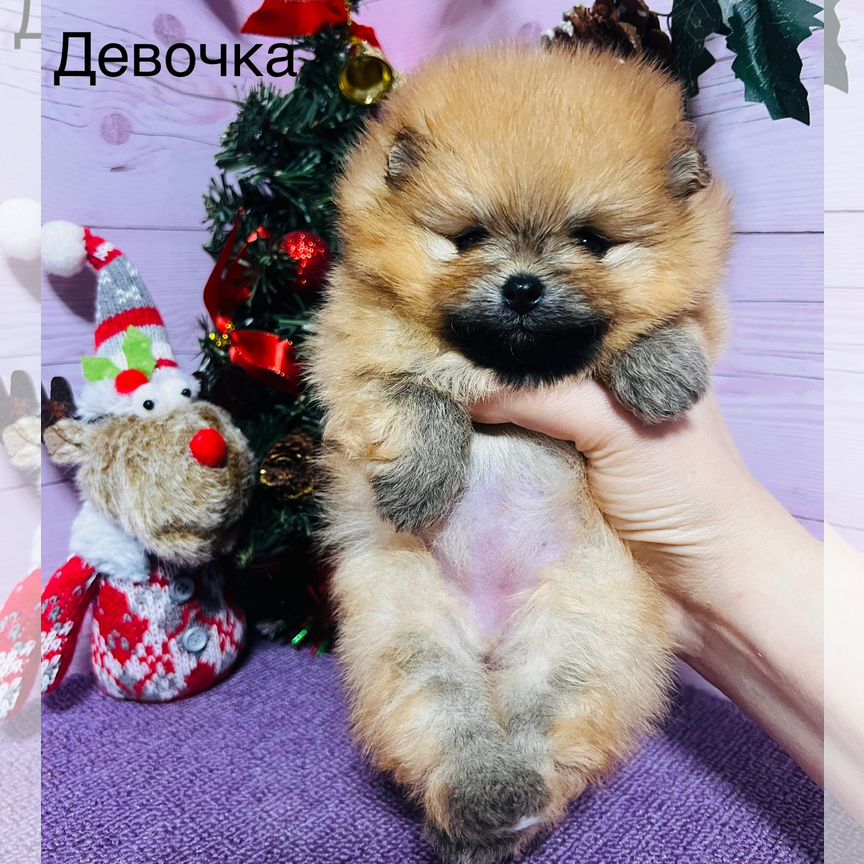 Померанский шпиц, щенок