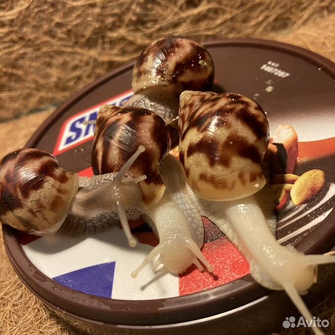 Улитки ахатины