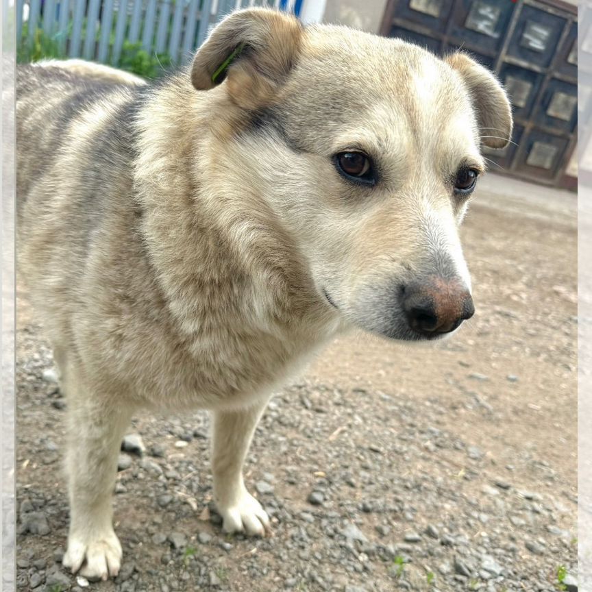 Собака в добрые руки