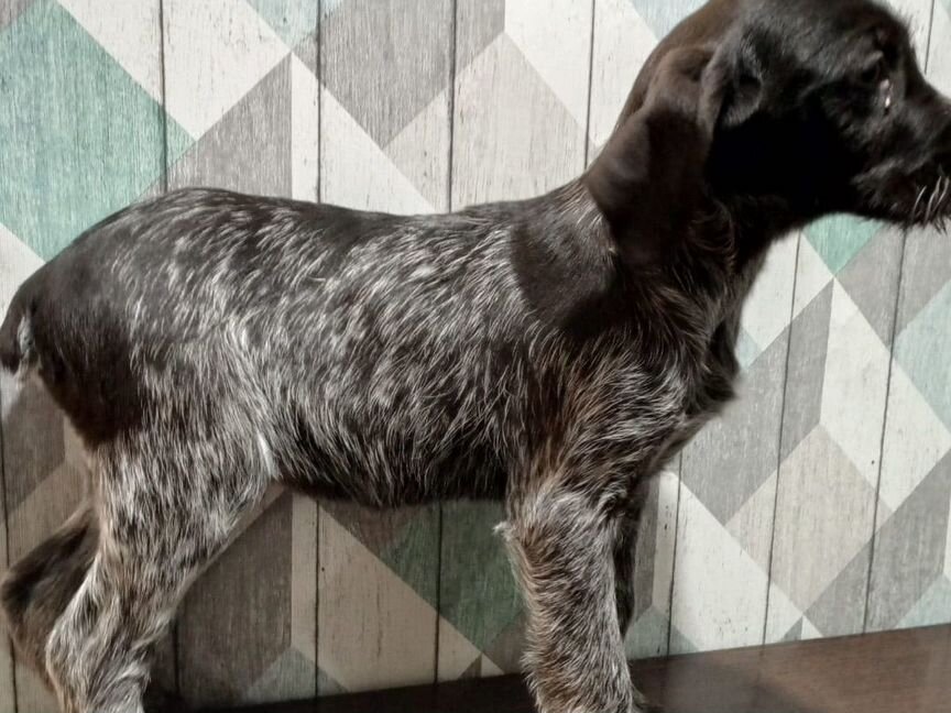 Щенки дратхара