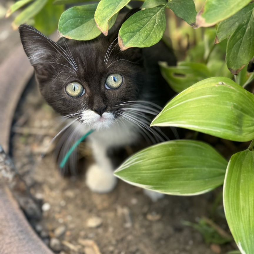 Котенок