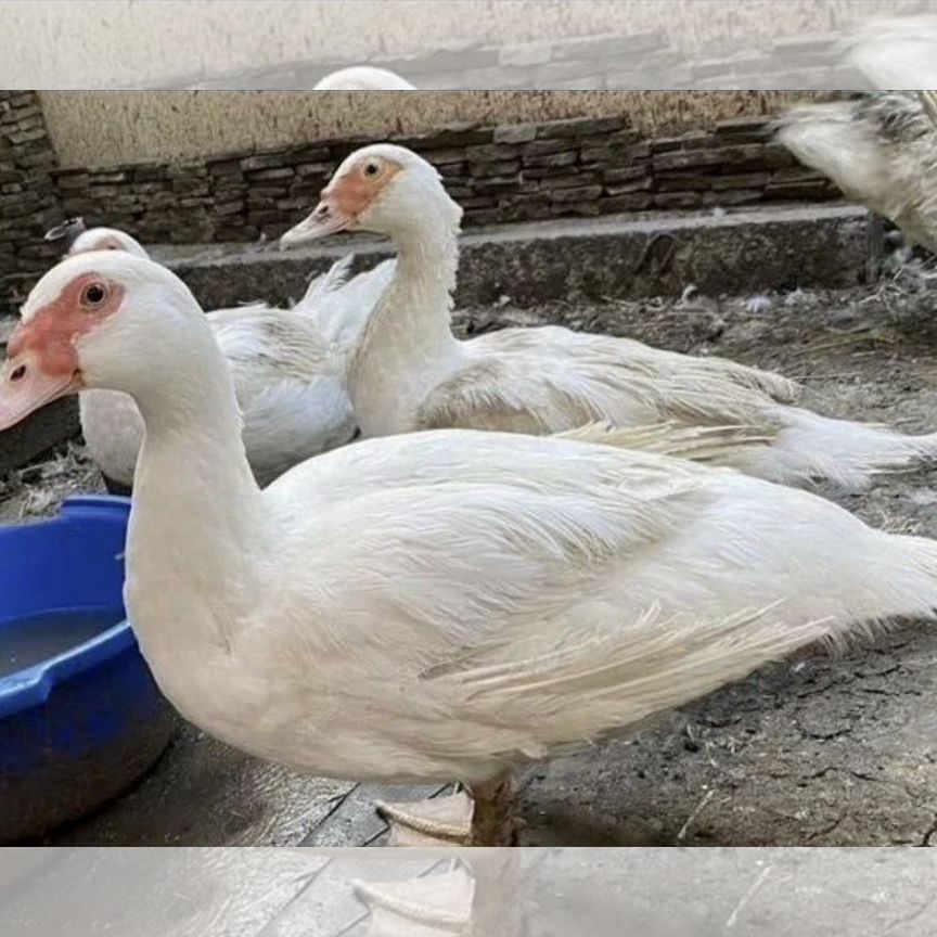 Индоутки мускусные утки селезень