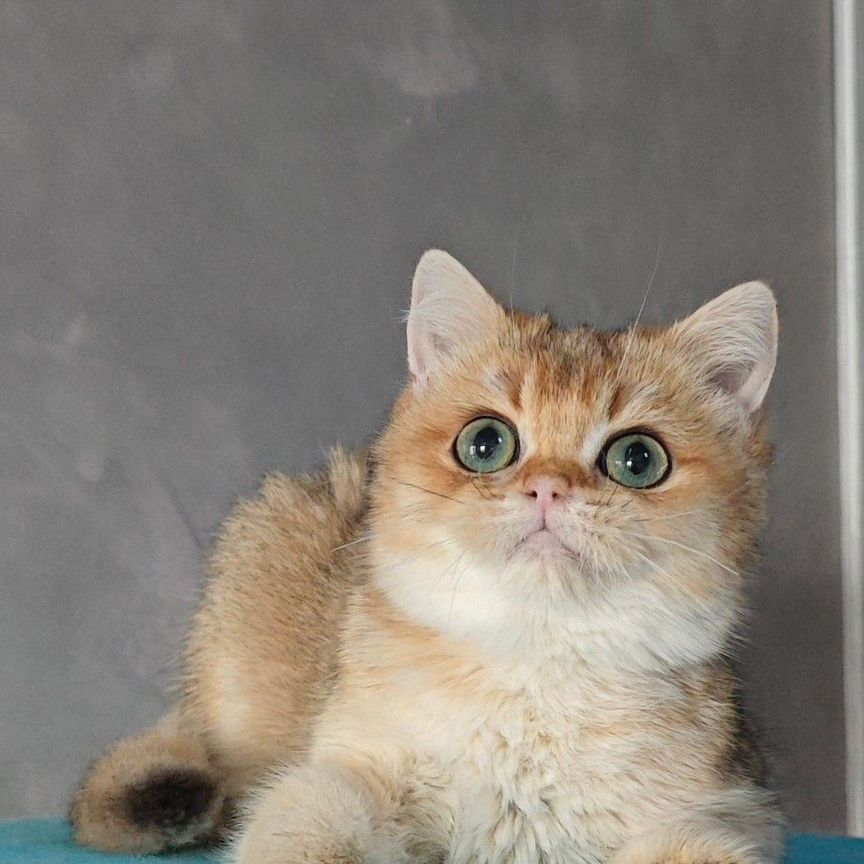 Британский шиншилла котик Успех