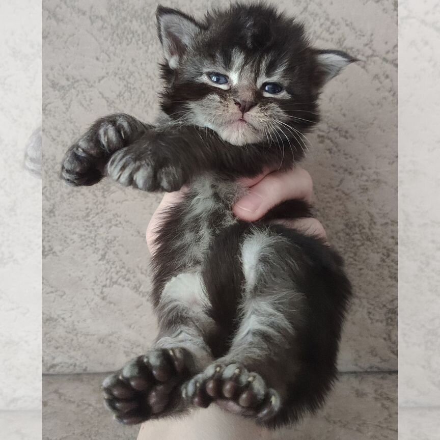 Мейн-кун котёнок