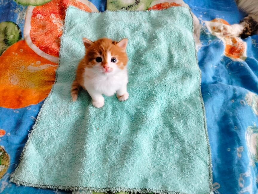 Котенок-пушистик