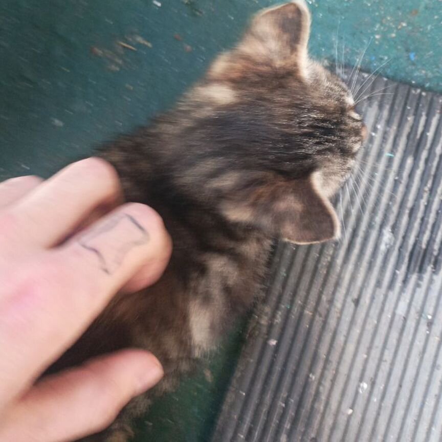 Котенок