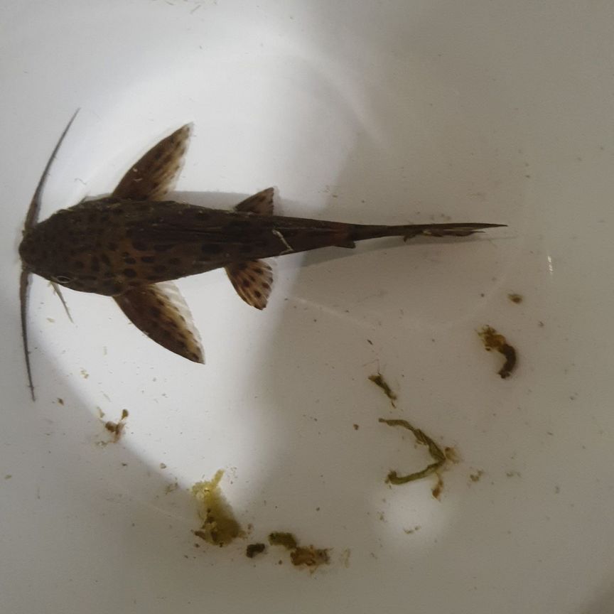 Сом анциструс