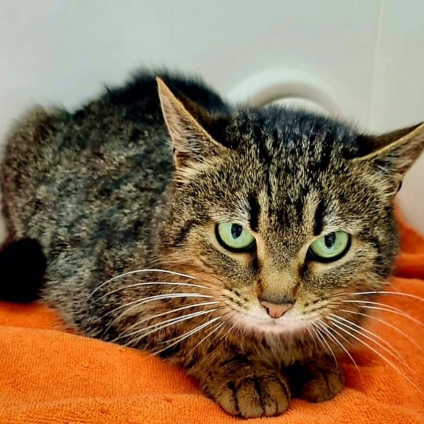 Кошки в добрые руки