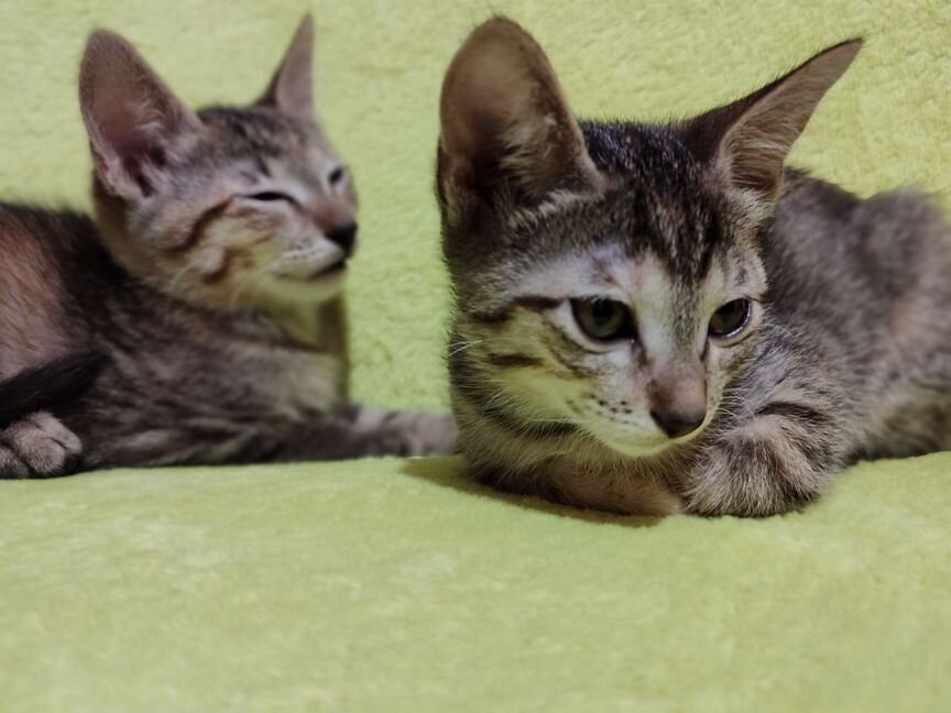 Отдаю в хорошие руки трёх замечательных котят