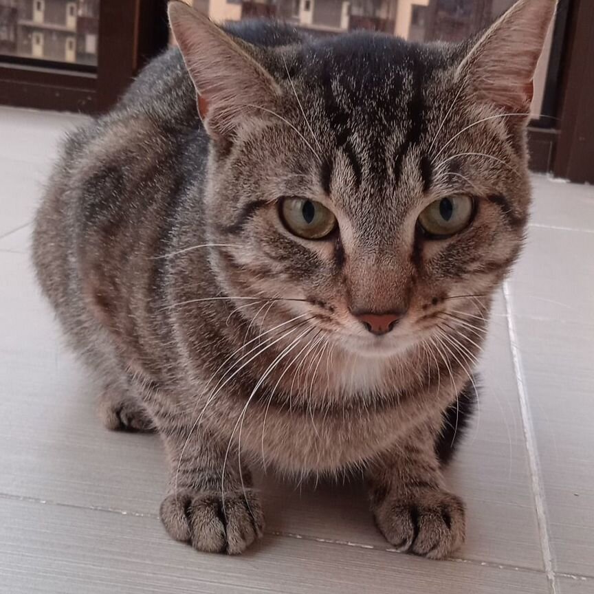 Котик Филька ищет свою семью