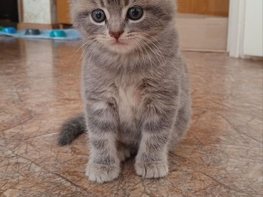 Шотландские котята