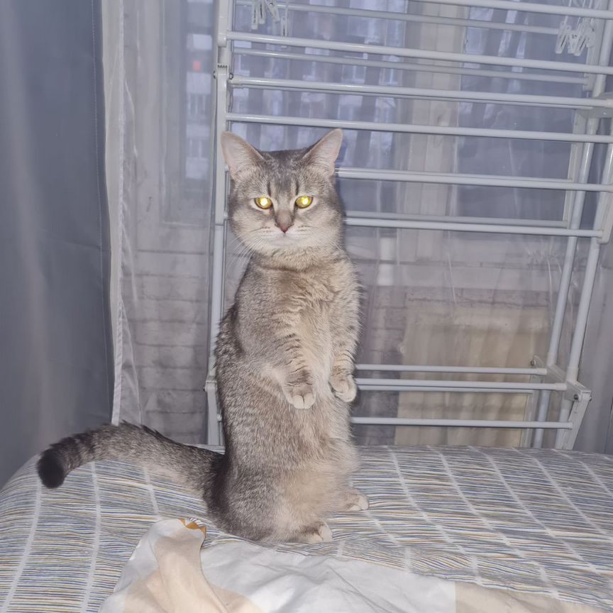 Котёнок девочка манчкин рыжая
