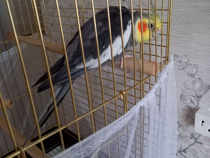 Попугай Корелла с клеткой