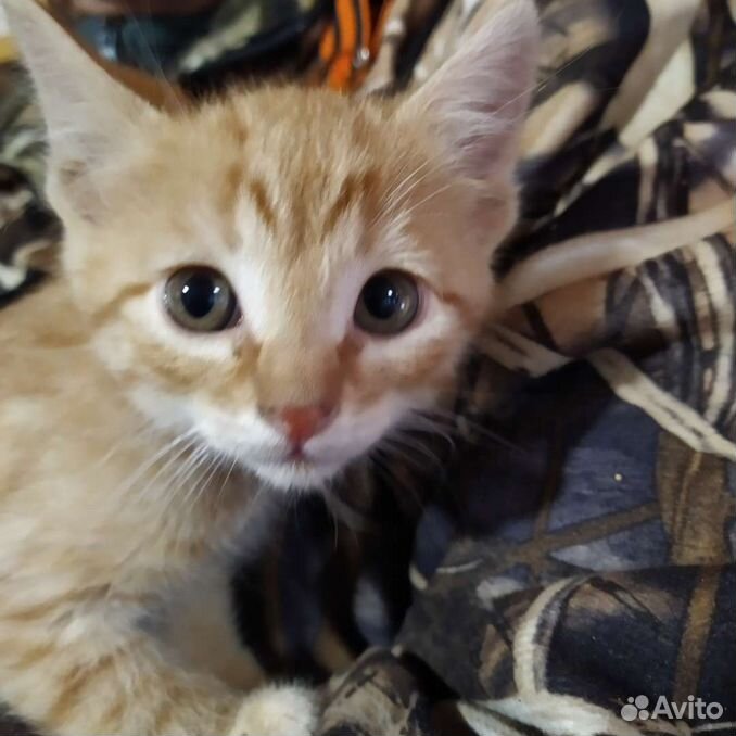 Кошки мышеловы бесплатно