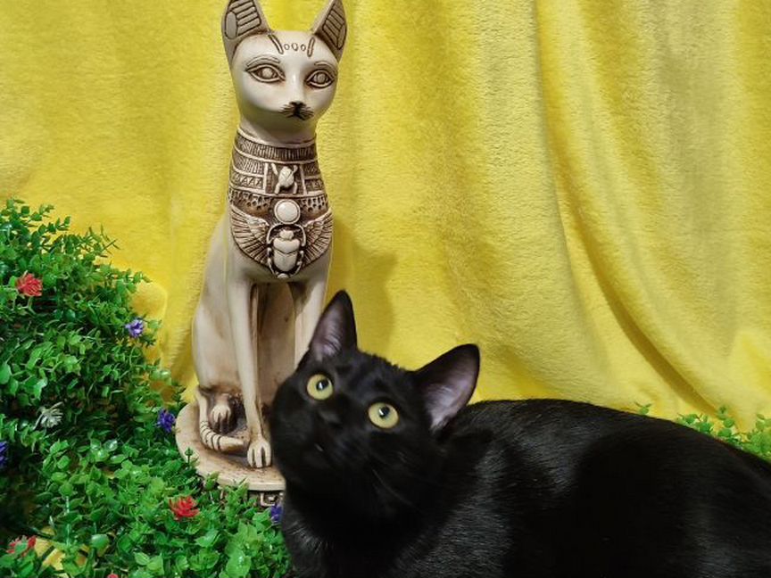 Кошки в добрые руки ласковая