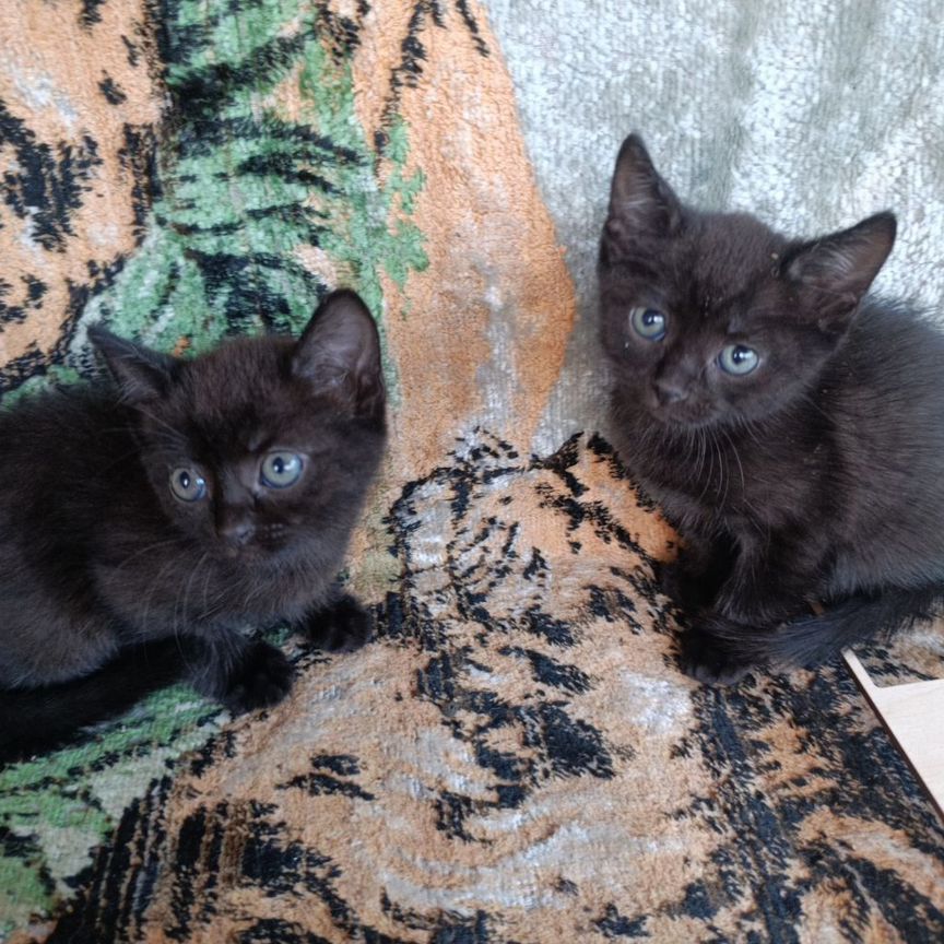 Котята