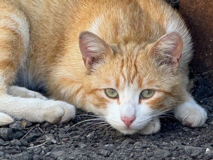 Рыжий котик