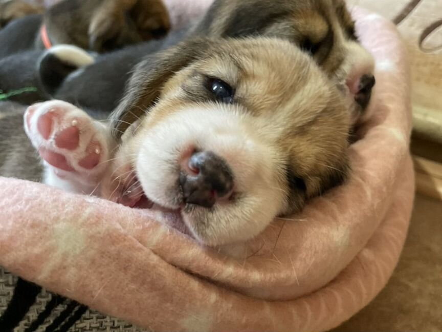 Щенки бигль