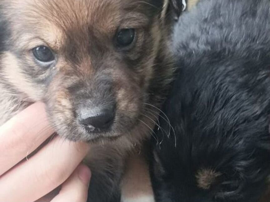 Щенки звоночки в добрые руки отдам