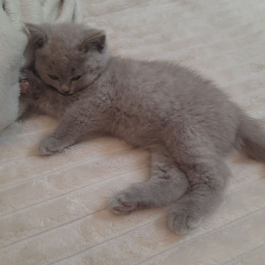 Британский короткошёрстный котёнок