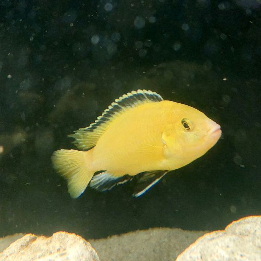 Малавийские цихлиды елоу самцы