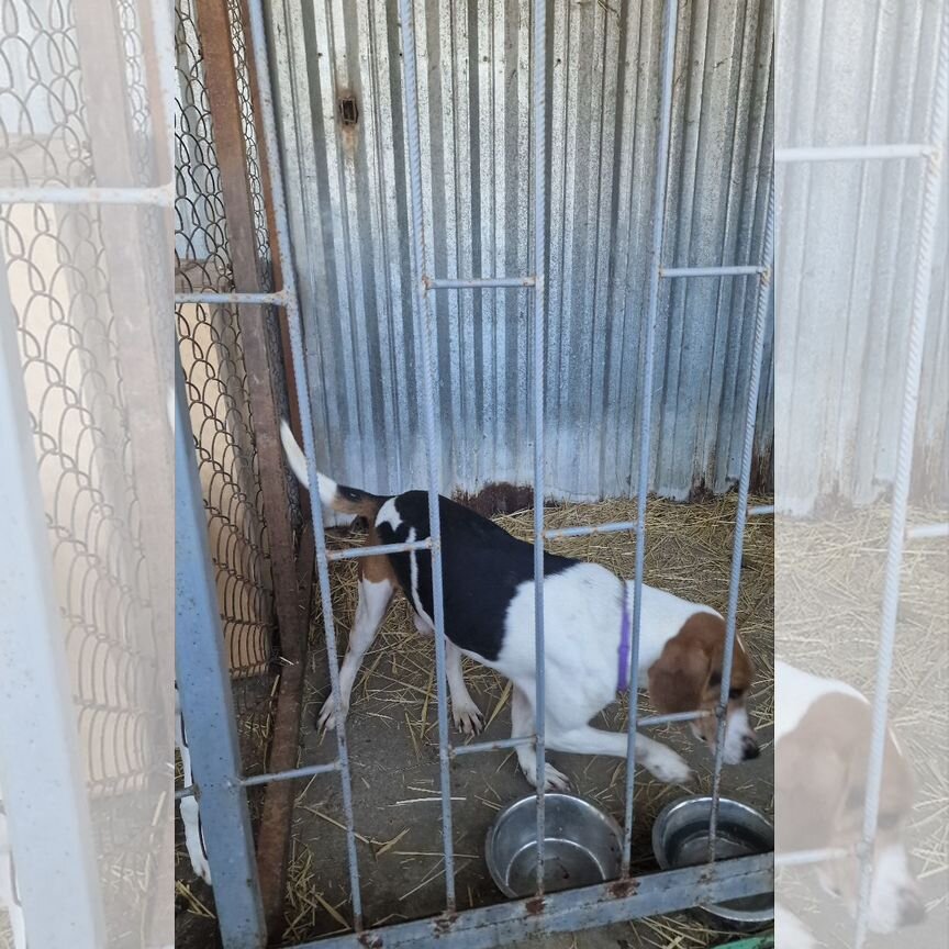 Эстонская гончая. Кобель.Вязка