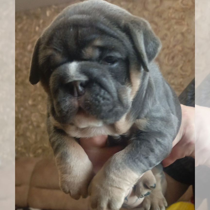 Английский бульдог, щенок