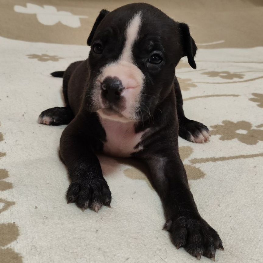 Американский стаффордширский терьер, щенок