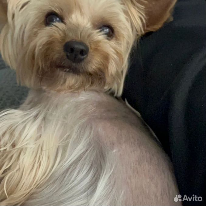 Йоркширский терьер потерялся