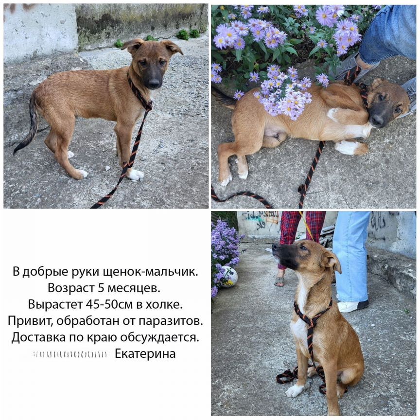 Собака в добрые руки